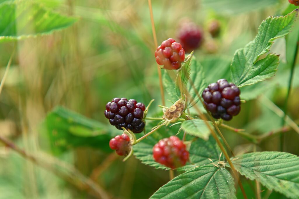 Your Guide to Berry Picking in the Smoky Mountains